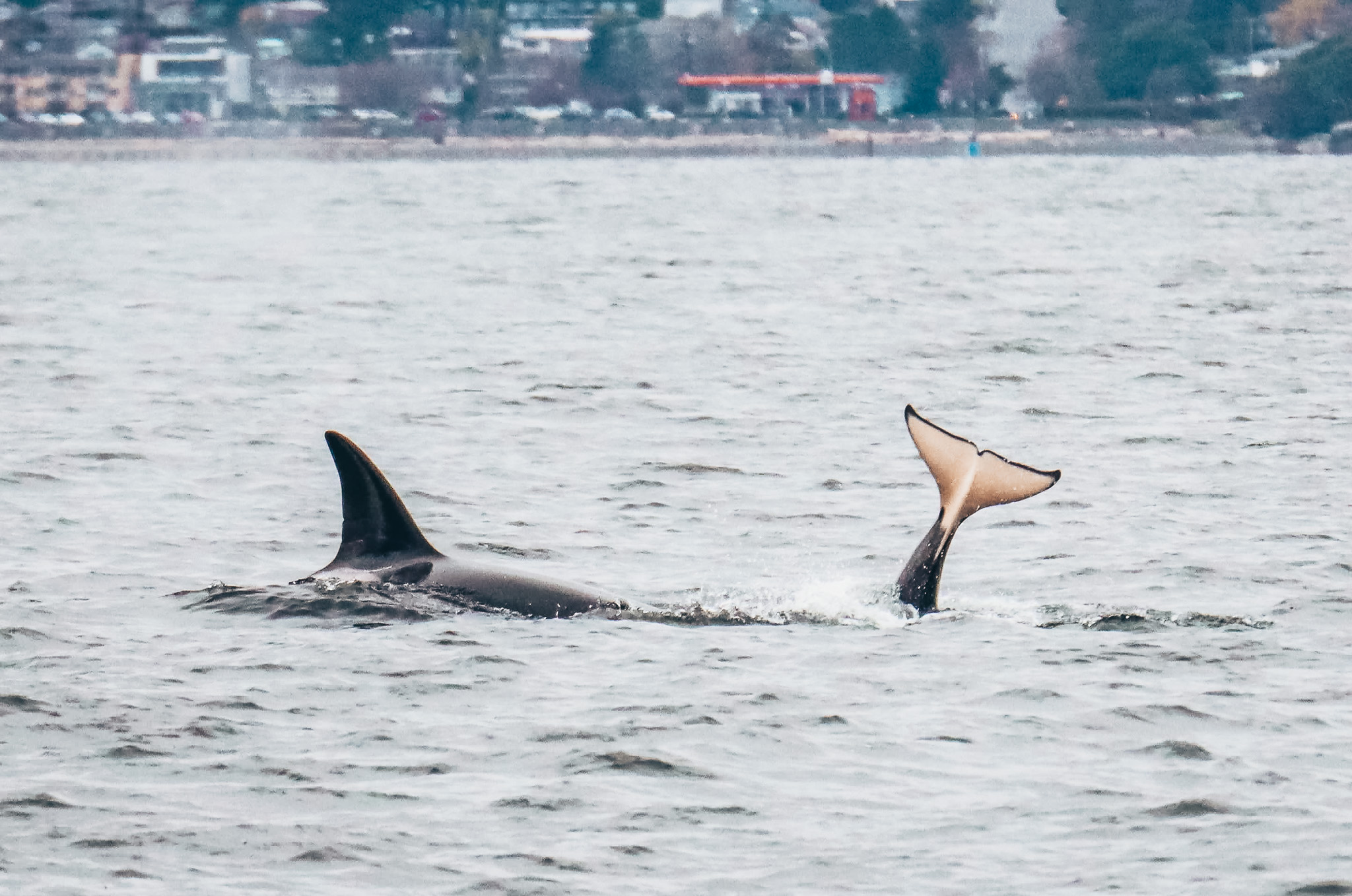Types of Killer Whales (Orcas) in British Columbia