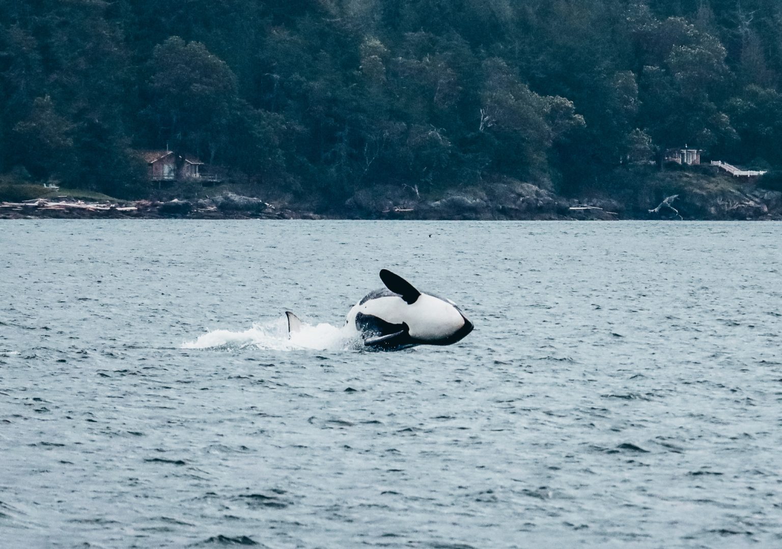 Types of Killer Whales (Orcas) in British Columbia