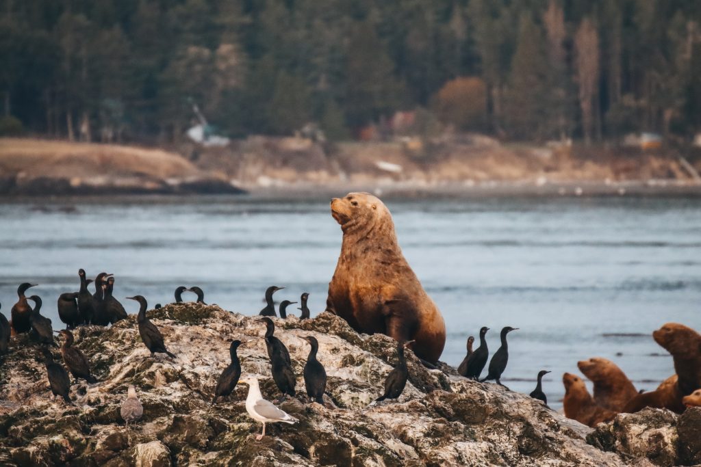 Steller Sea Lions in the Salish Sea - Prince of Whales