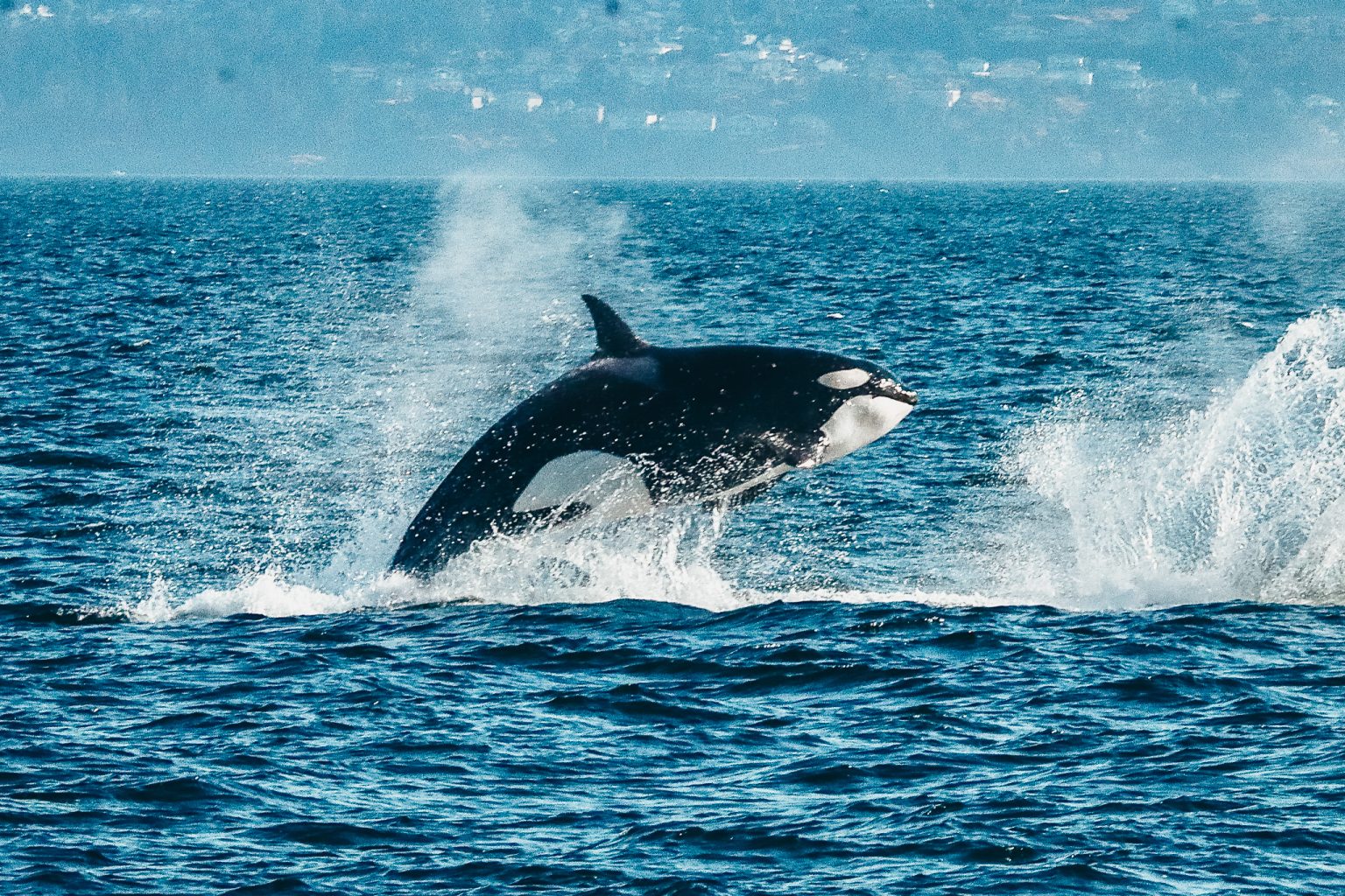 Why Whales Breach - Prince of Whales