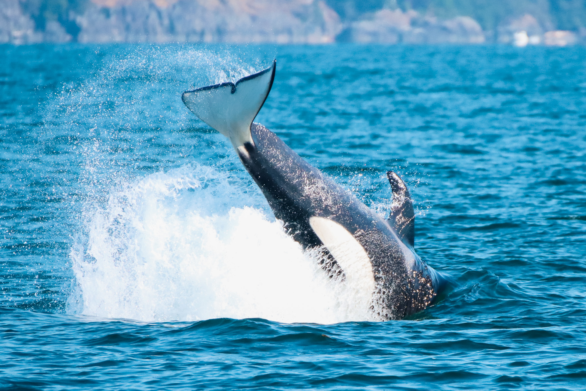 Why Whales Breach - Prince of Whales