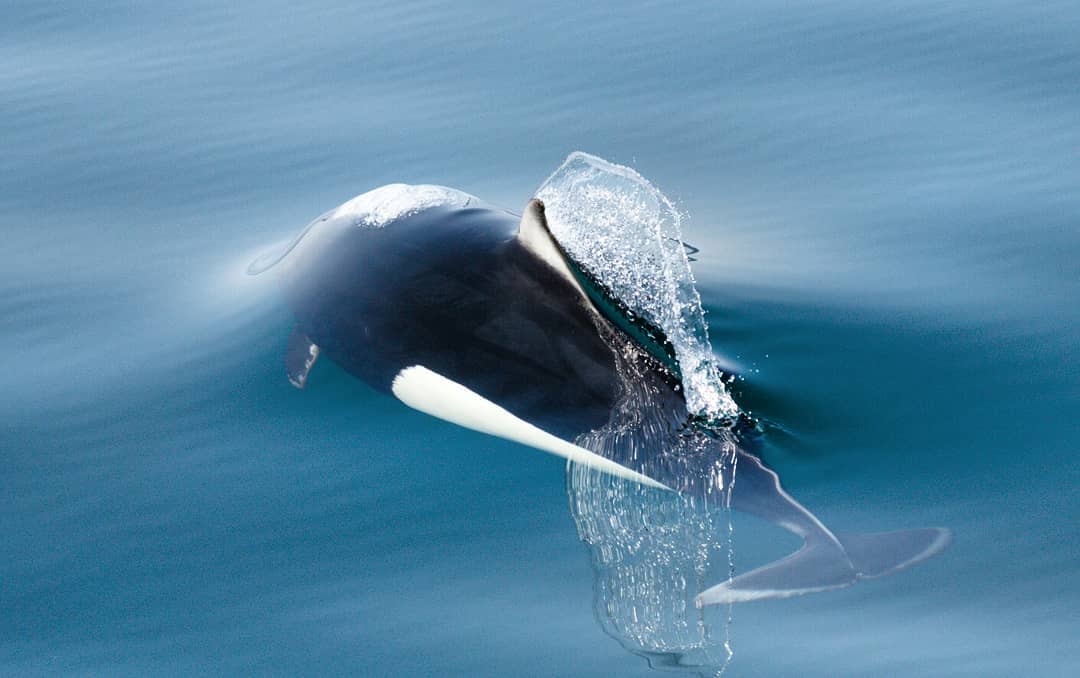 Dall's Porpoises: Swift Swimmers of the North Pacific - Prince of Whales