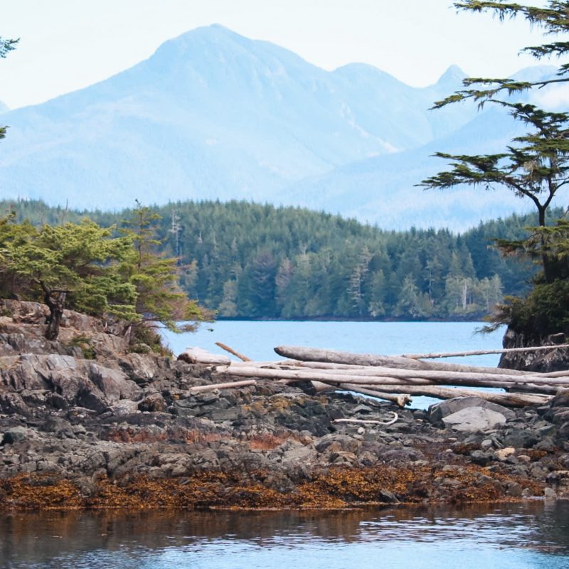 Climate Change and Its Impact on Whale Habitats - Prince of Whales