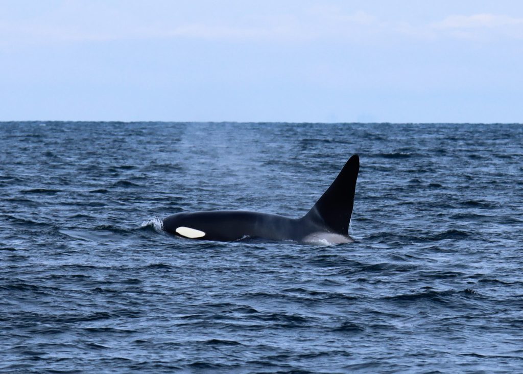 Climate Change and Its Impact on Whale Habitats - Prince of Whales