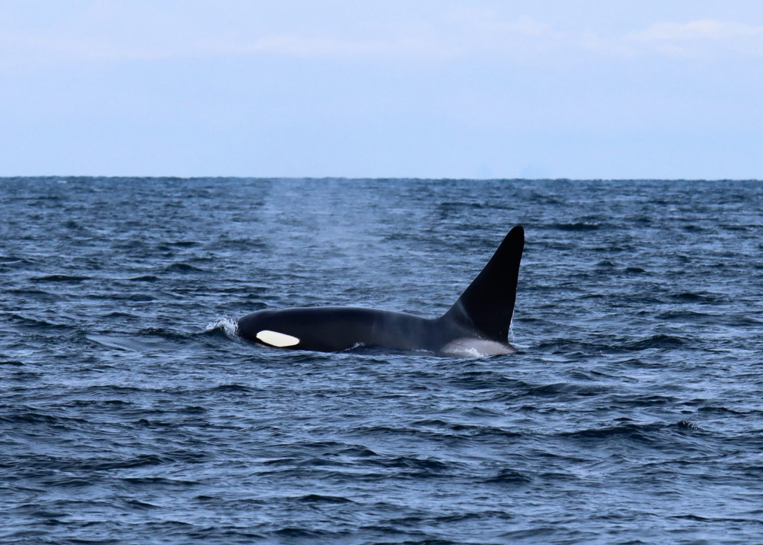 Climate Change and Its Impact on Whale Habitats - Prince of Whales