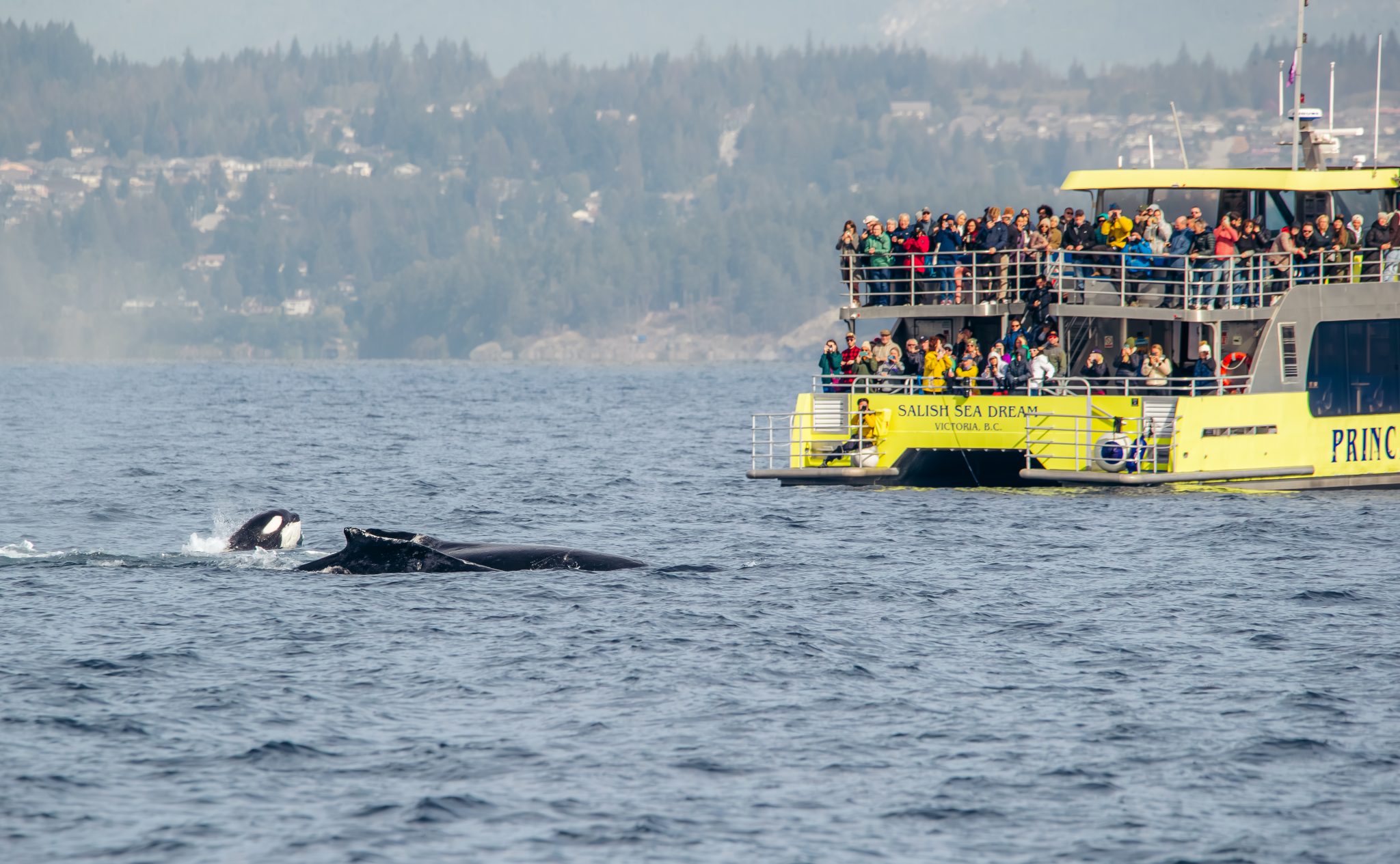 Whale Watching Victoria - Prince of Whales Wildlife Tours