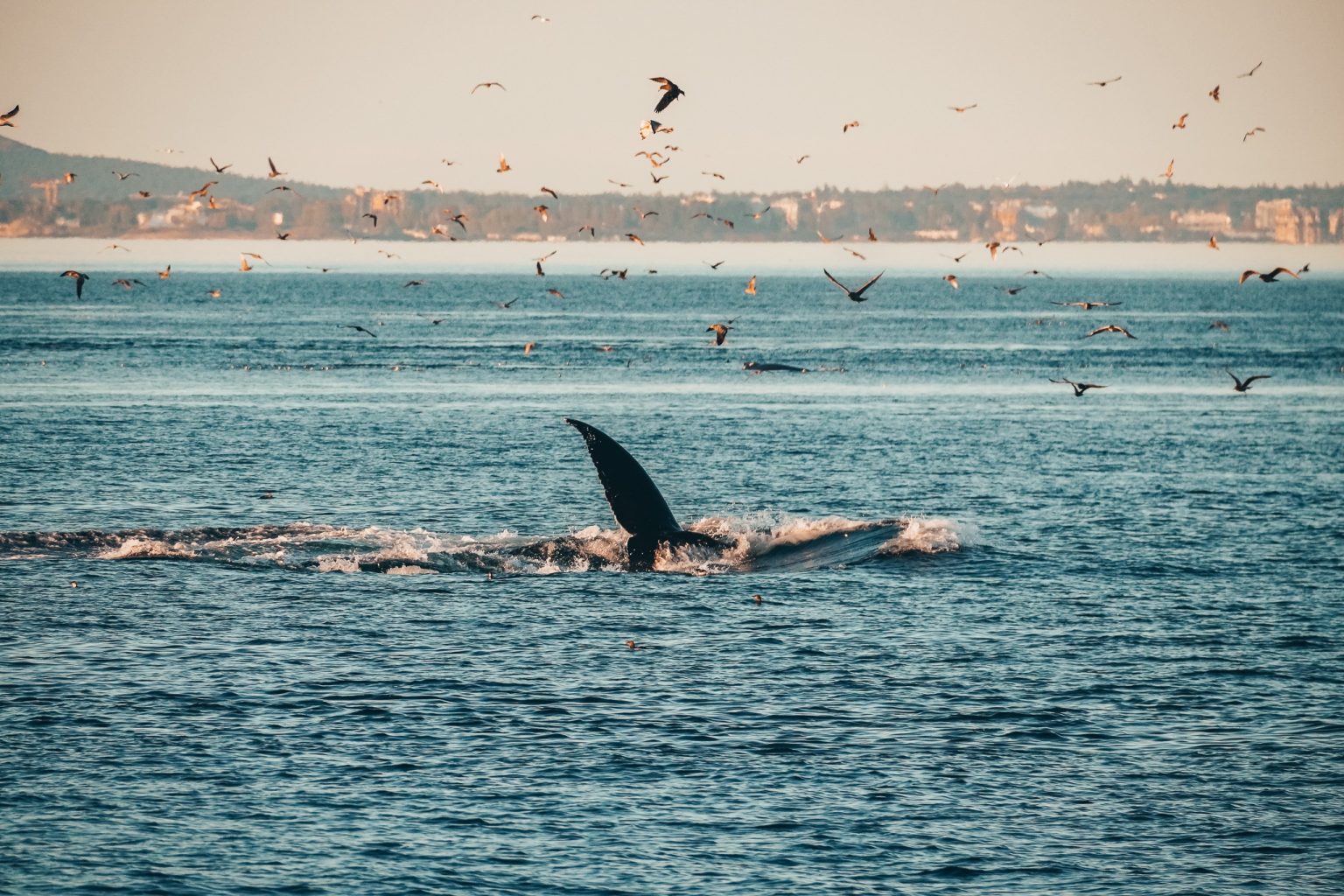 Whale Watching in Victoria - Prince of Whales