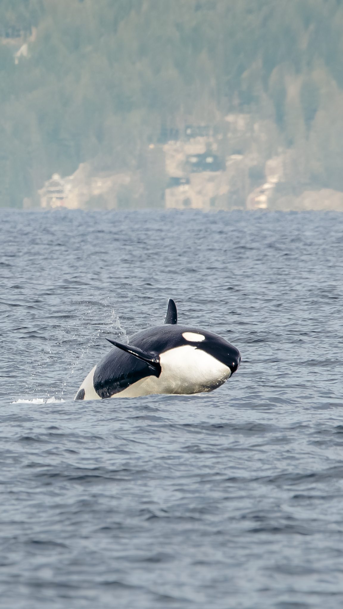 5 Facts About Orcas - Prince of Whales
