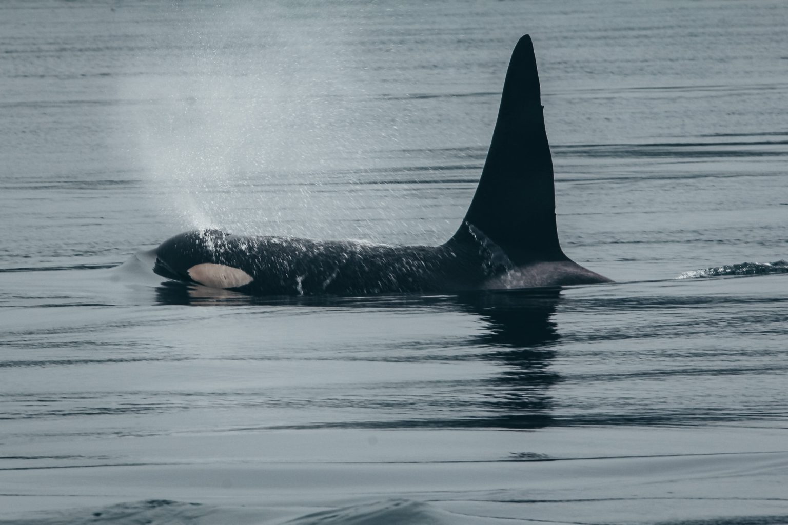 Northern Resident Killer Whales - Prince of Whales