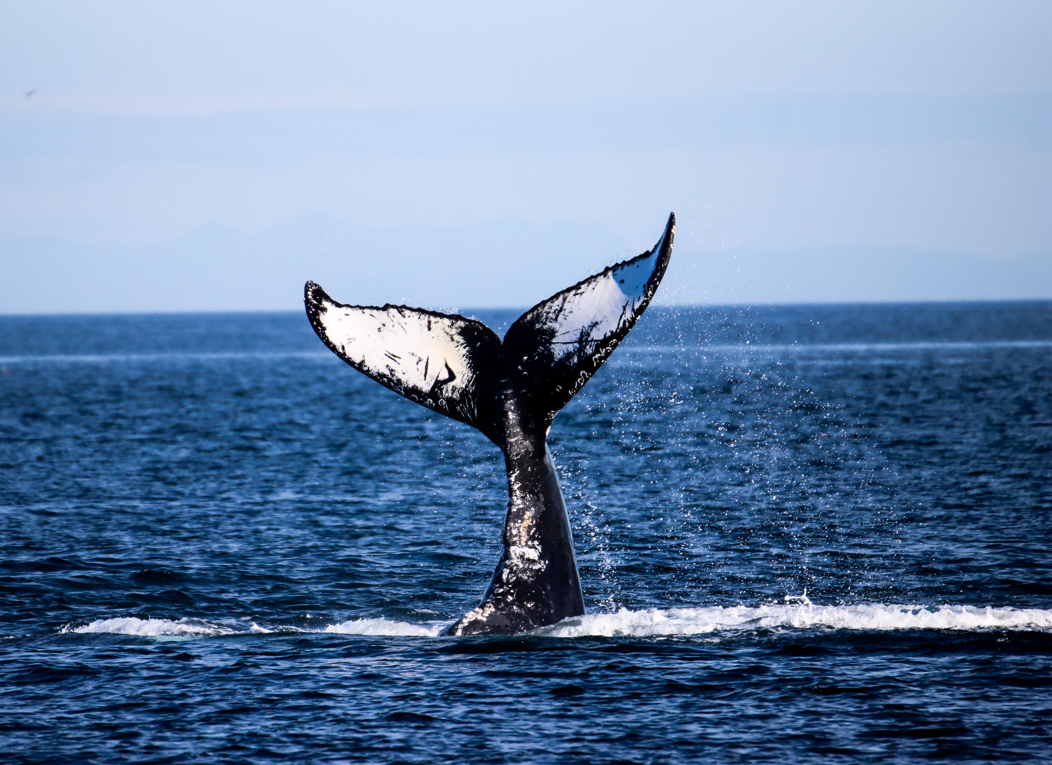 Identifying Humpback Whales - Prince of Whales