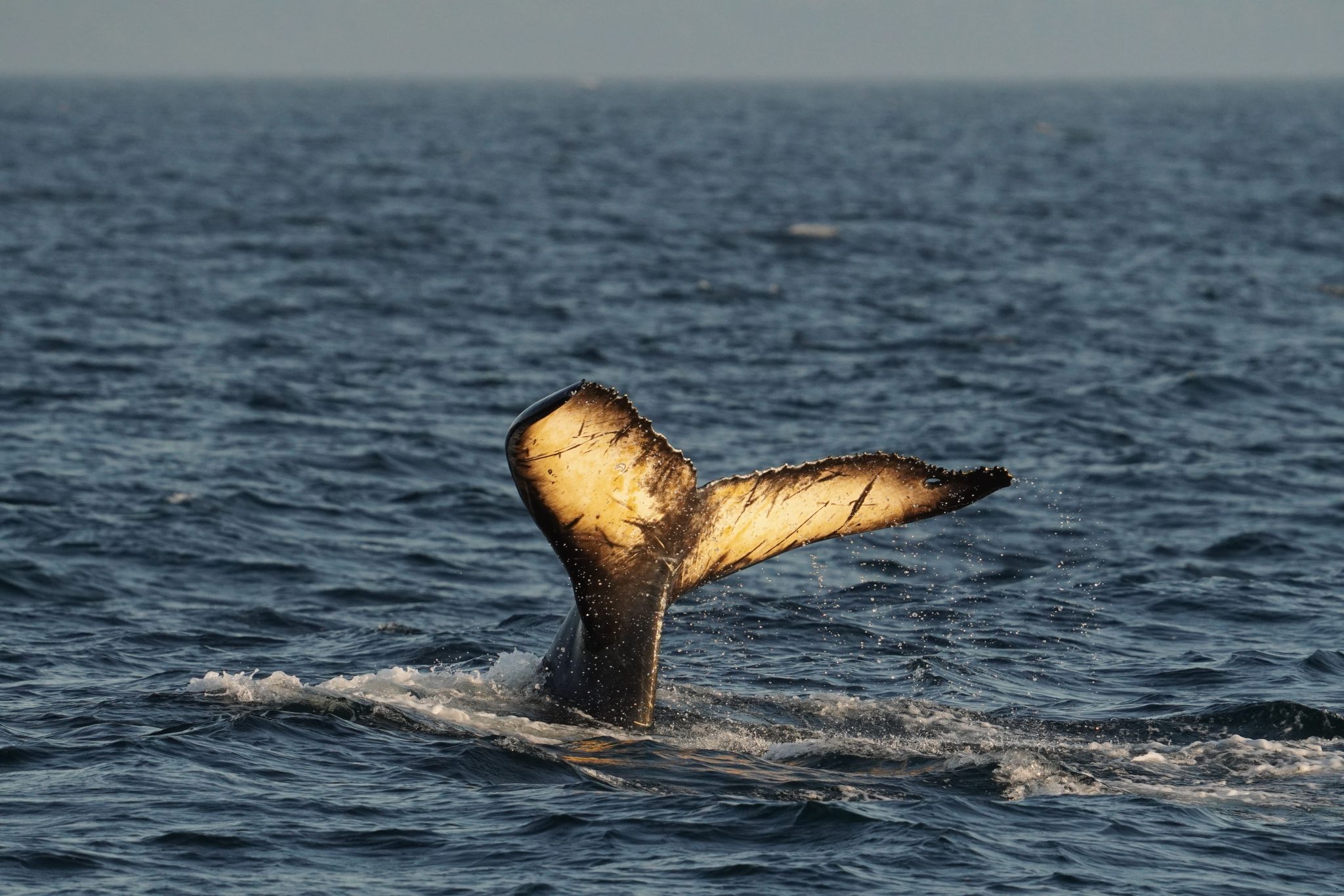 Fluke Debut! - Prince of Whales