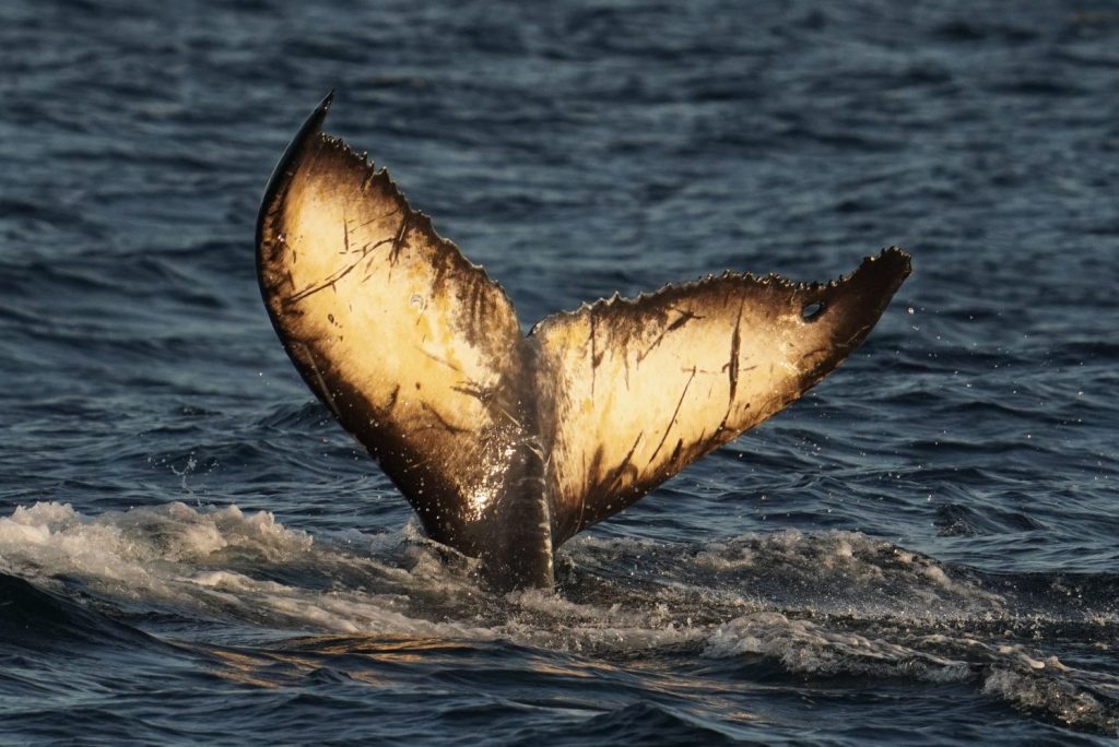 Fluke Debut! - Prince of Whales