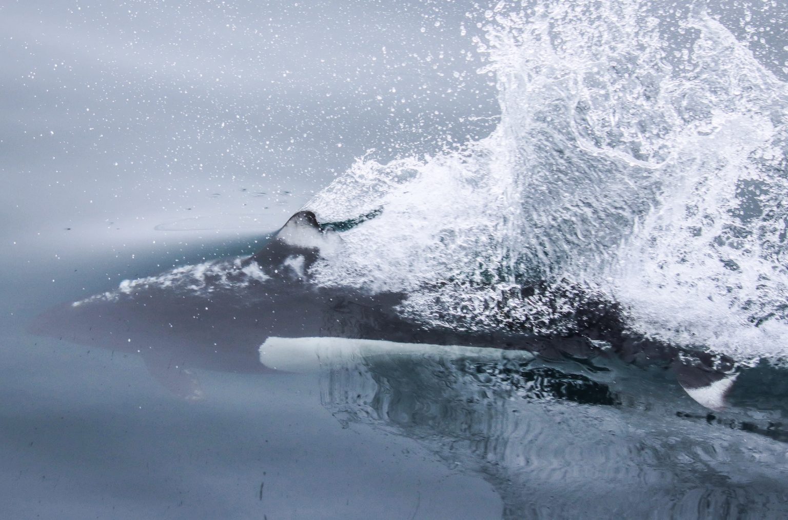 Dall’s Porpoises - Prince of Whales