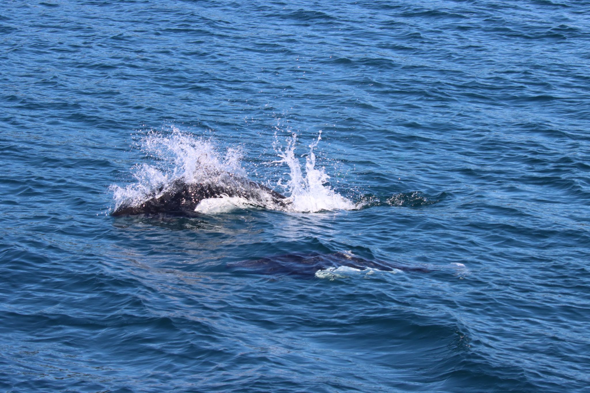 Dall’s Porpoises - Prince of Whales