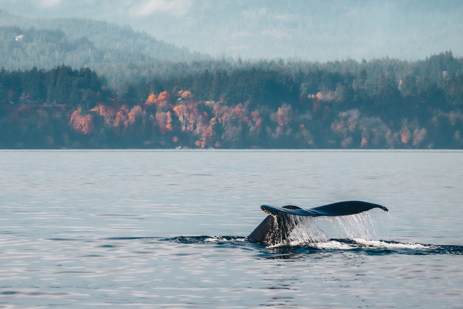 Why You Should Add Whale Watching to Your Plans This Fall