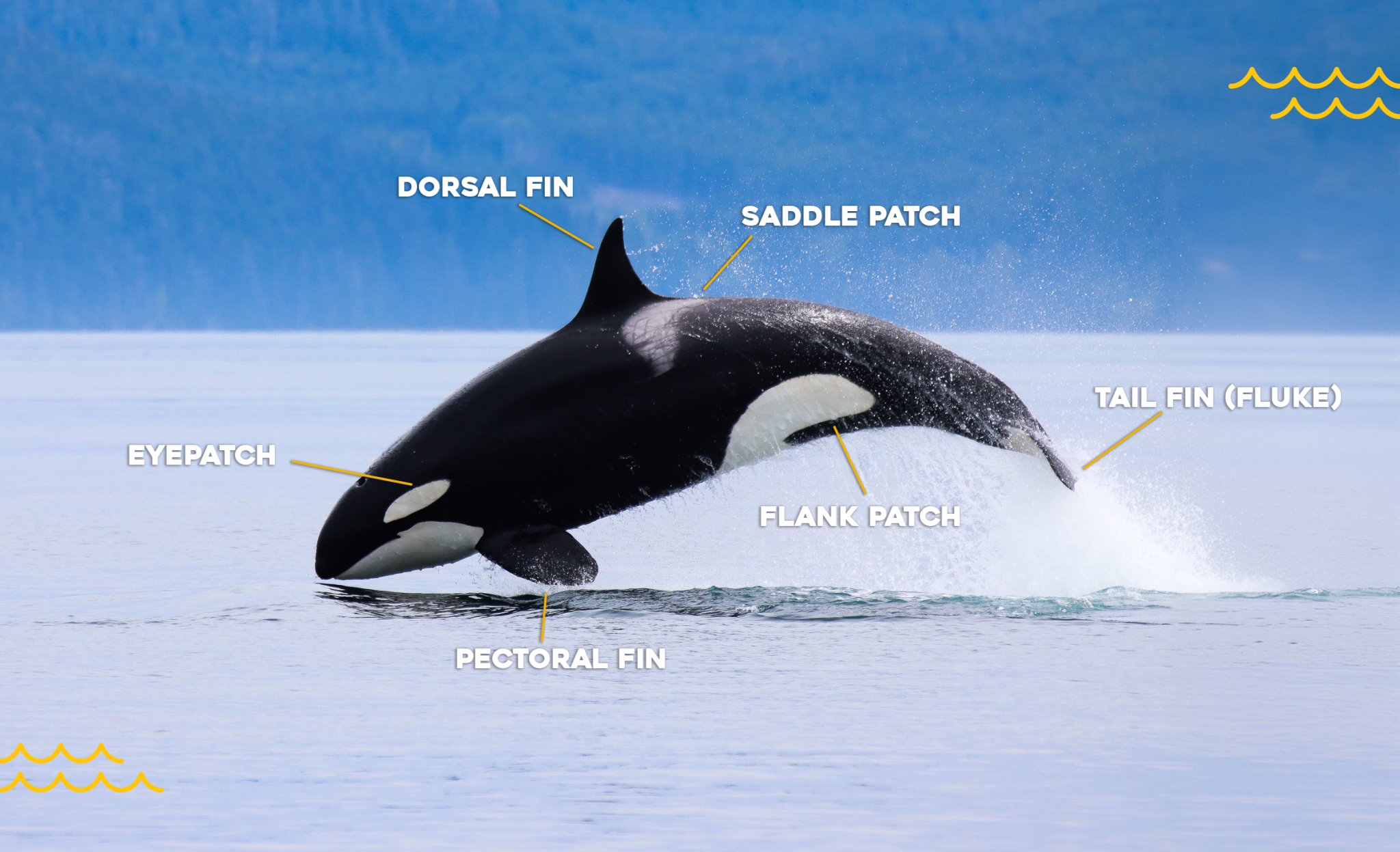 Killer Whales' Distinctive Characteristics - Prince of Whales