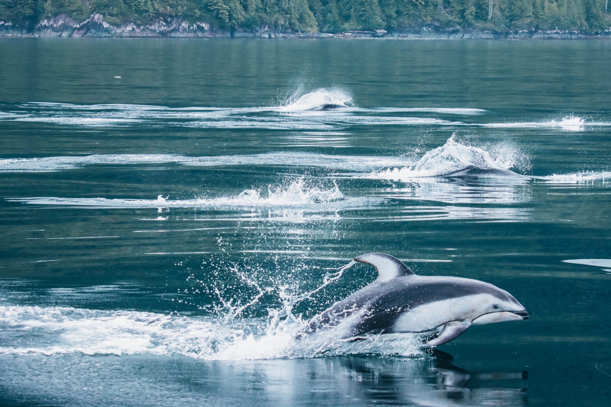 Pacific White Sided Dolphins - Prince of Whales