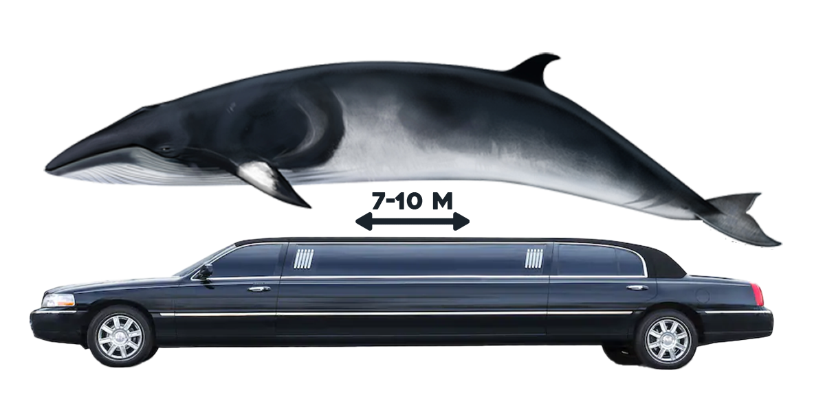 Minke Whales - Prince of Whales
