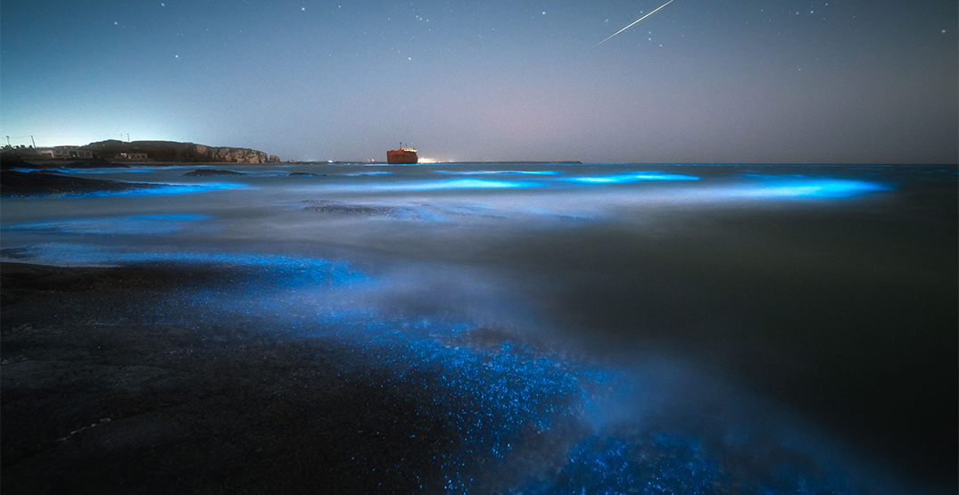 Bioluminescence on Vancouver Island - Prince of Whales