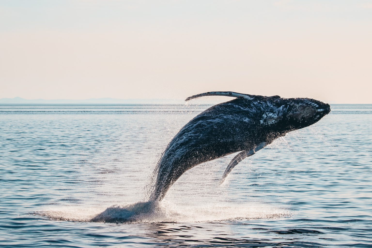 Whale Watching Victoria - Prince of Whales Wildlife Tours