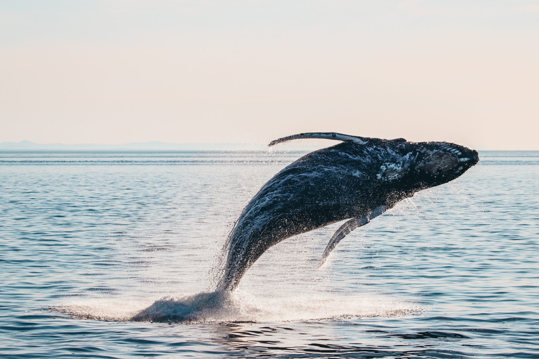 Whale Watching Victoria - Prince of Whales Wildlife Tours