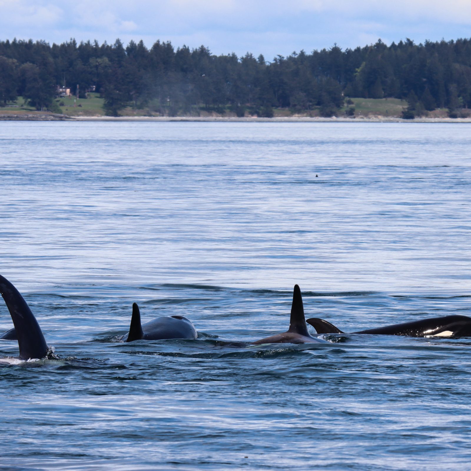 Climate Change and Its Impact on Whale Habitats - Prince of Whales