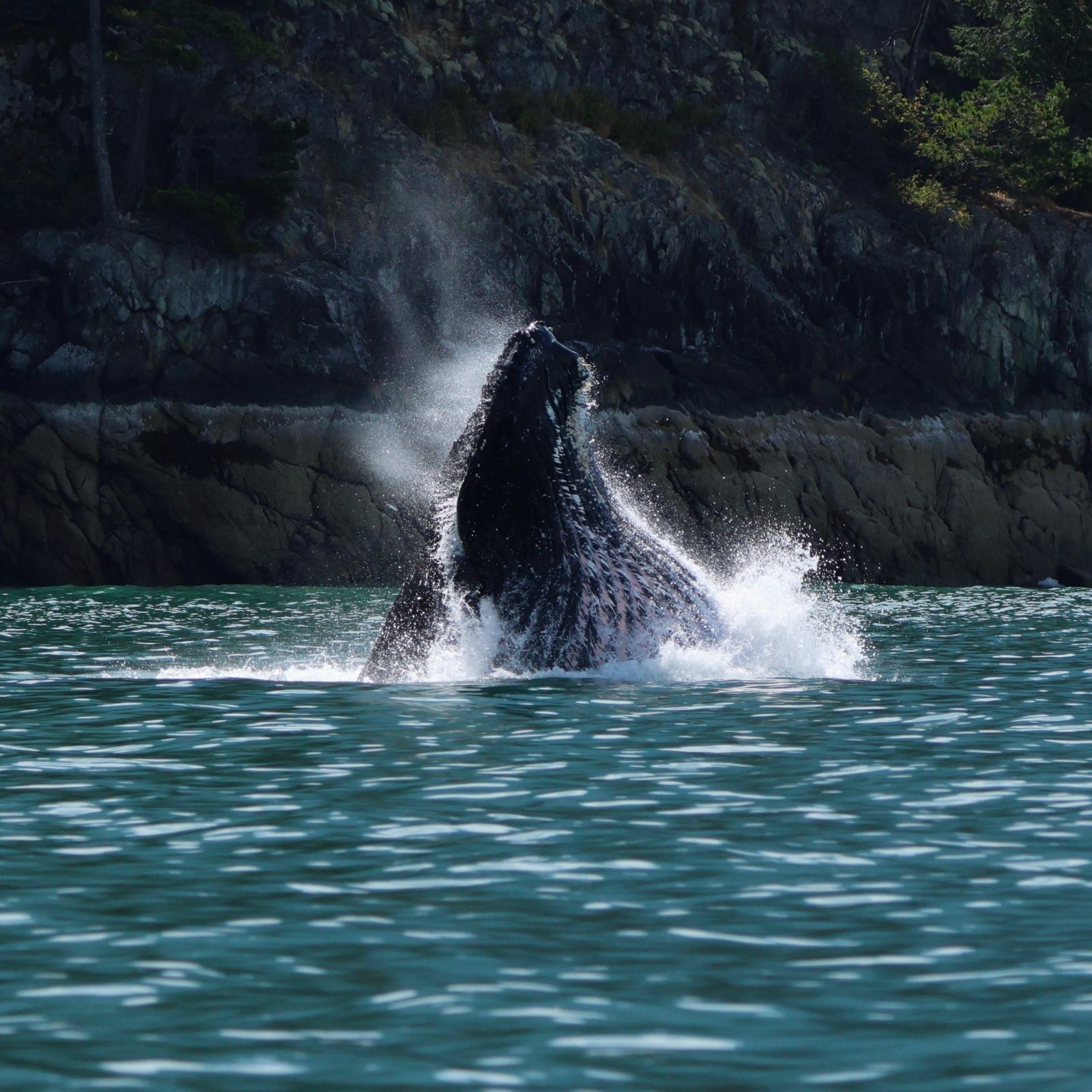 Climate Change and Its Impact on Whale Habitats - Prince of Whales