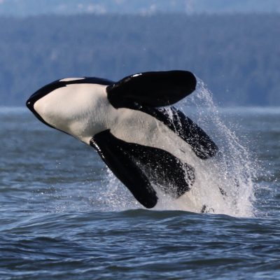 Climate Change and Its Impact on Whale Habitats - Prince of Whales