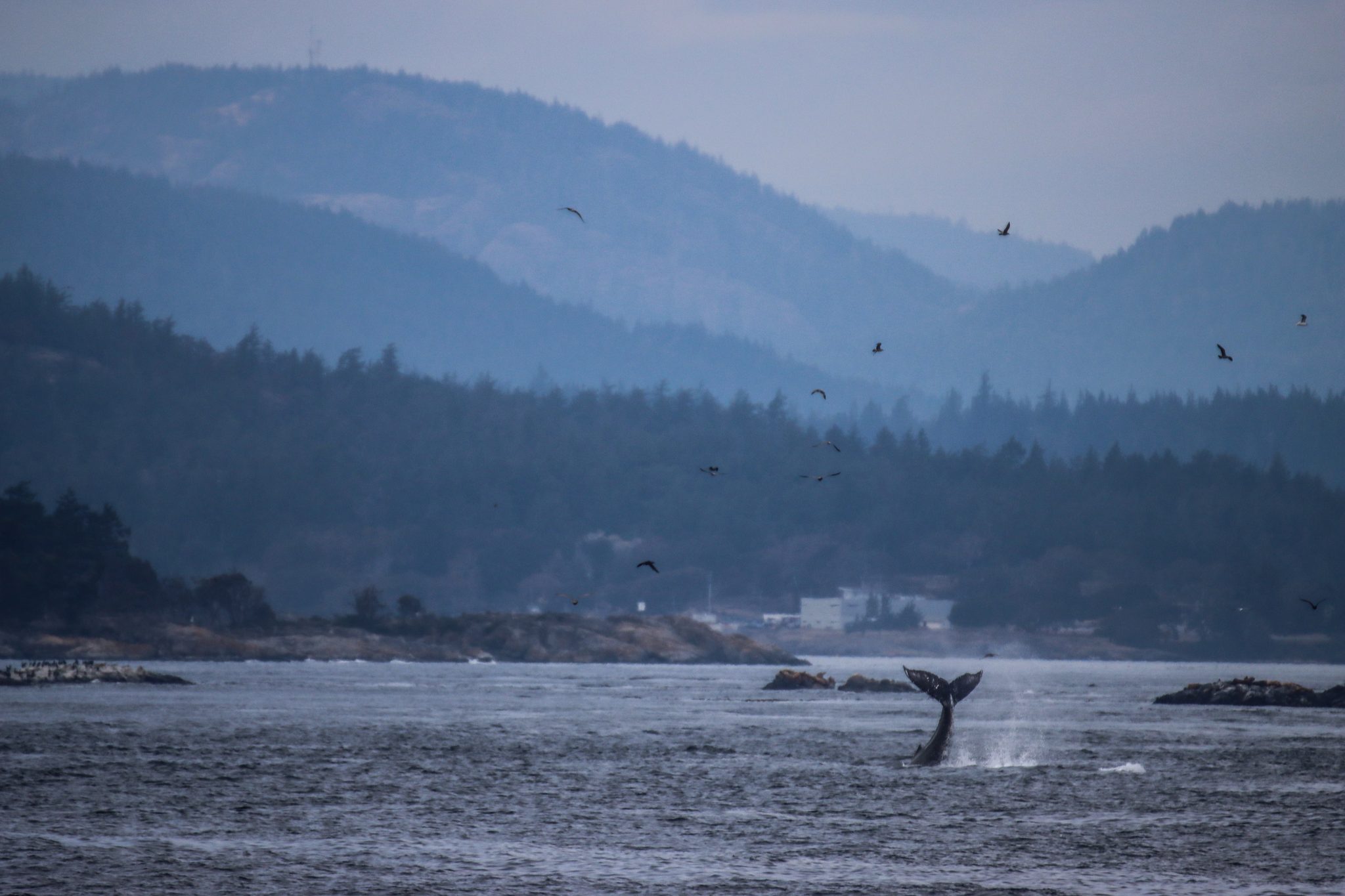 Top 5 Marine Animals You Might Spot Alongside Whales in BC Waters ...