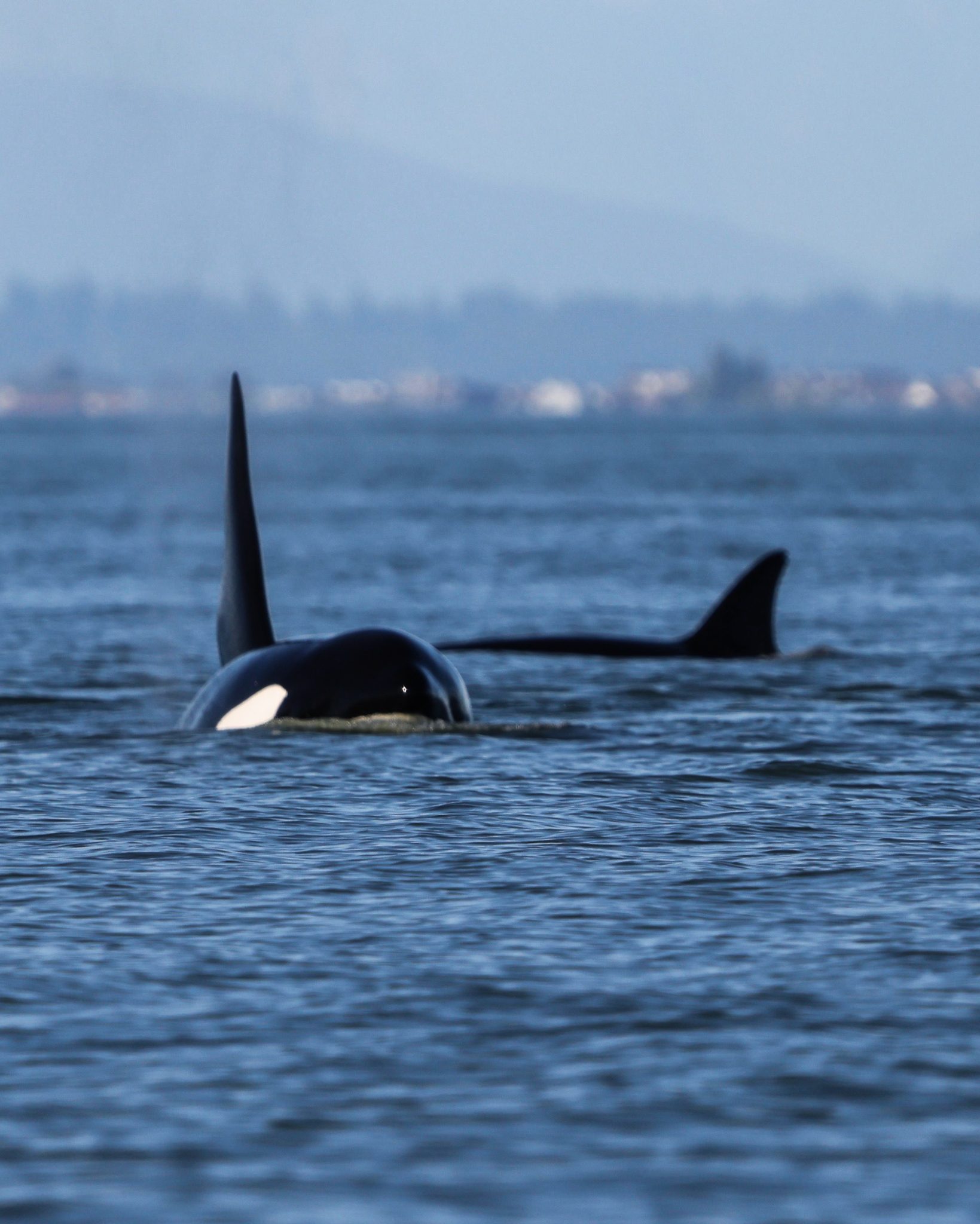 Climate Change and Its Impact on Whale Habitats - Prince of Whales