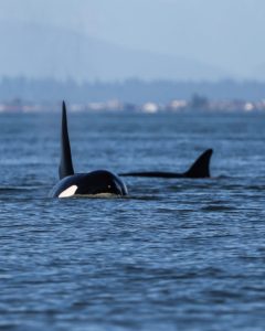 Climate Change and Its Impact on Whale Habitats - Prince of Whales