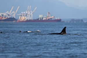 Climate Change and Its Impact on Whale Habitats - Prince of Whales